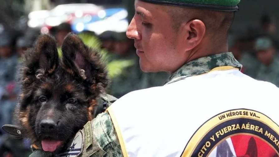 La Turchia ringrazia il Messico. E regala all'esercito un cane da ...