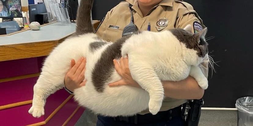 Gatto Obeso Memes Cistite Nel Gatto, 4 Cose Che Potresti Fare Per