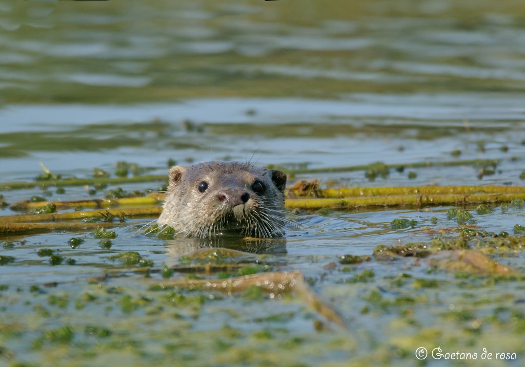 La lontra si riaffaccia nel Nord Italia - News Petme