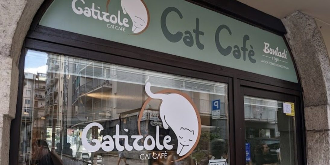 Colazioni feline, Trento inaugura il primo Cat cafè - News Petme