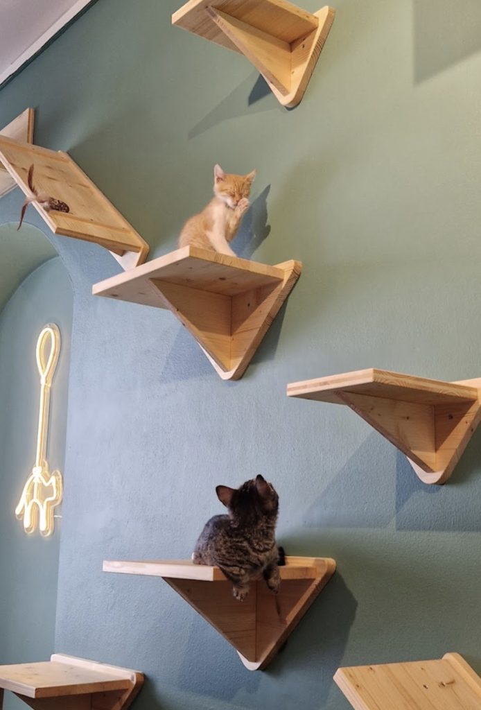 Colazioni feline, Trento inaugura il primo Cat cafè - News Petme