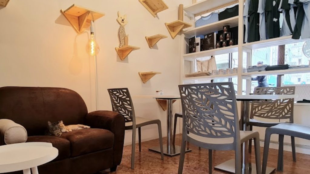 Colazioni feline, Trento inaugura il primo Cat cafè - News Petme