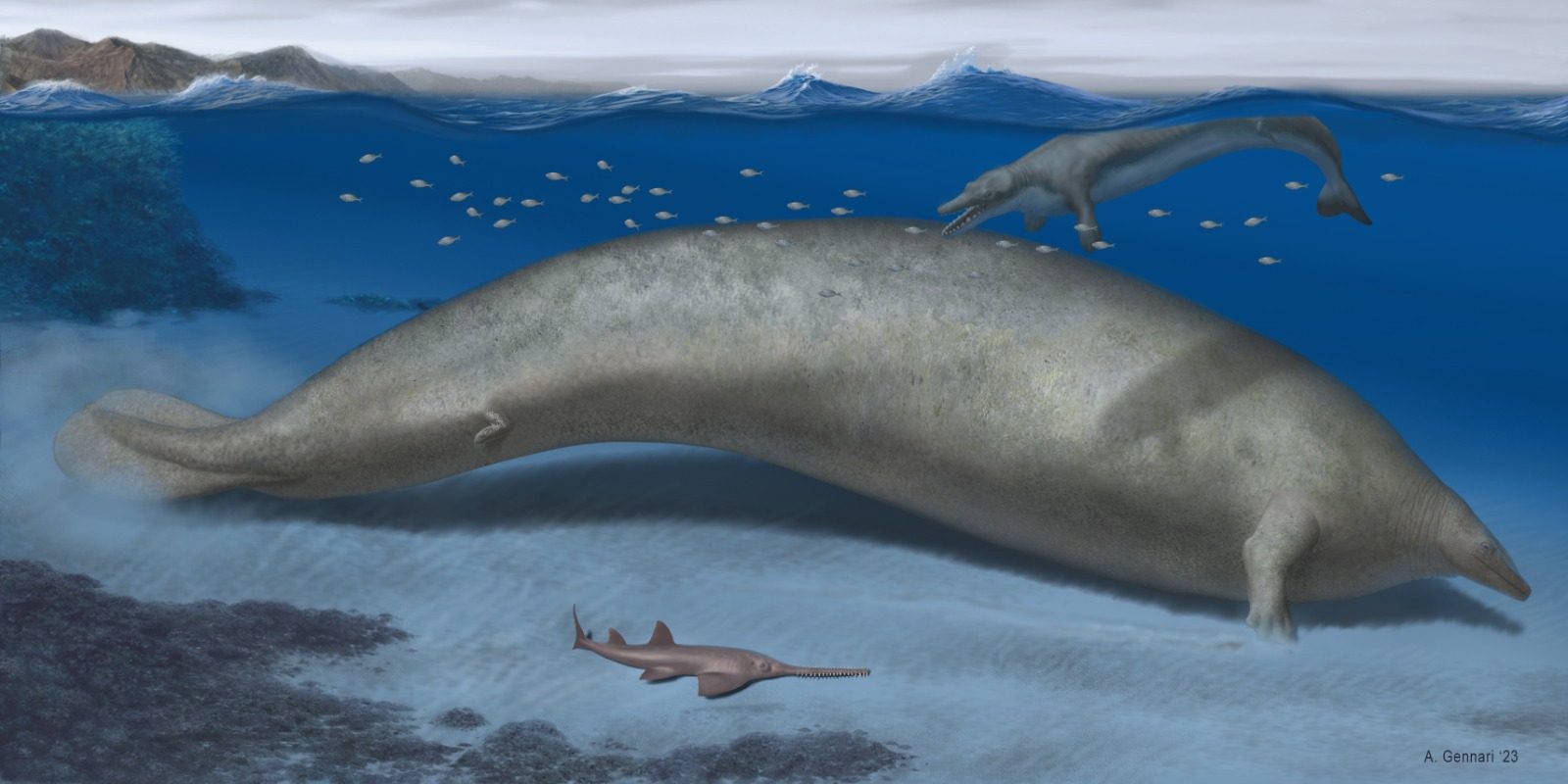 L'animale più pesante finora conosciuto era un cetaceo e pesava 340 ...