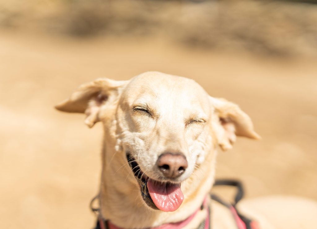 Risate? Anche gli animali se ne fanno a crepapelle - News Petme