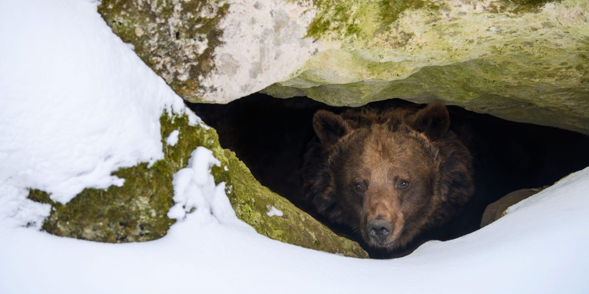 Il mistero del letargo degli orsi - News Petme