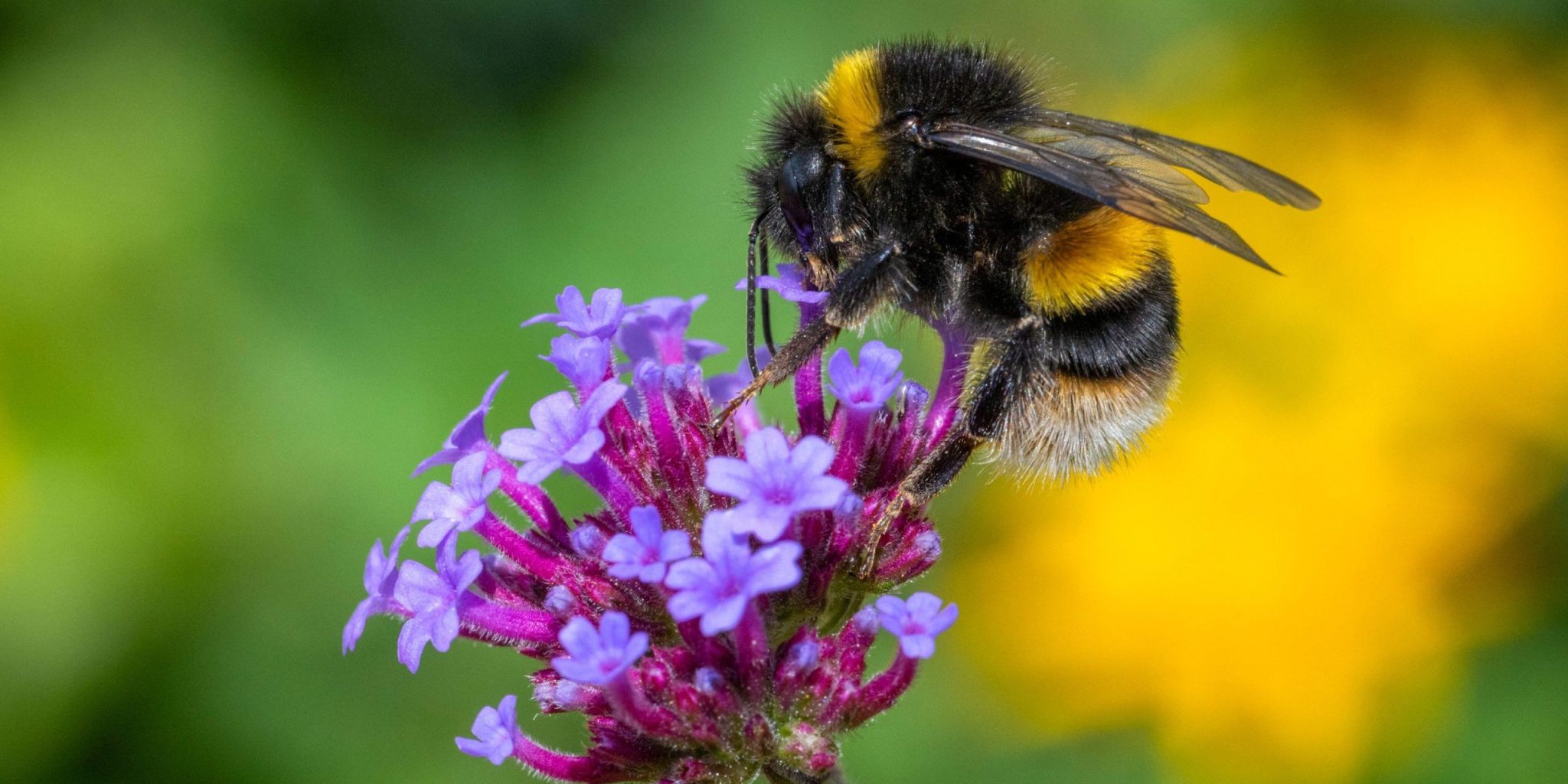 I bombi europei sempre più a rischio - News Petme
