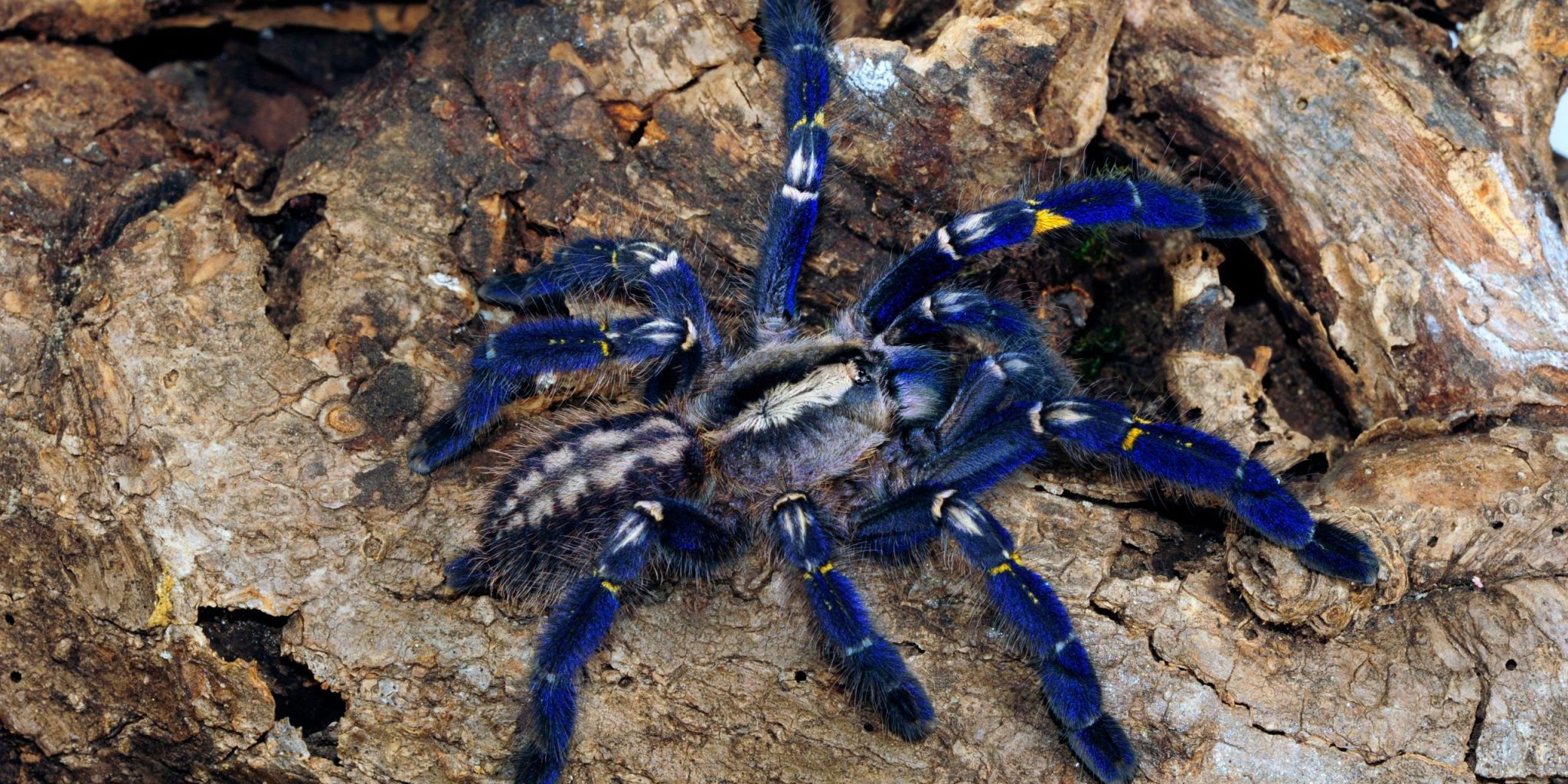 La tarantola blu elettrico, nuova scoperta nella giungla tailandese - News Petme