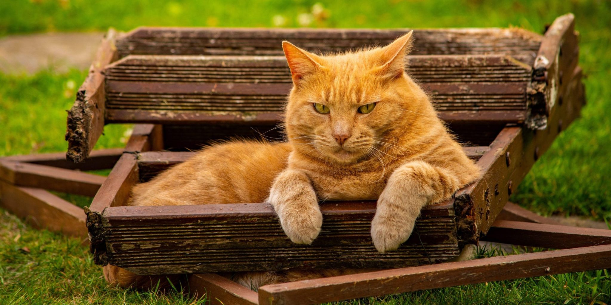 I gatti hanno ben 276 espressioni! Uno studio prova a decifrarle - News ...