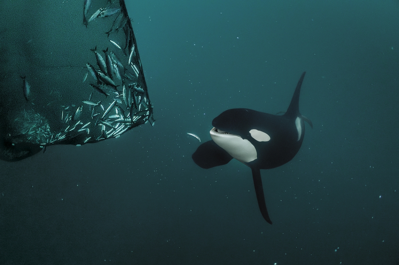 La vita degli oceani di Brian Skerry in mostra a Siena - News Petme