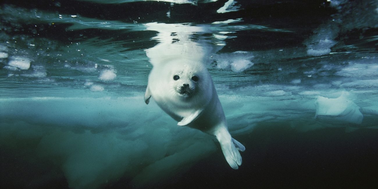 La vita degli oceani di Brian Skerry in mostra a Siena - News Petme