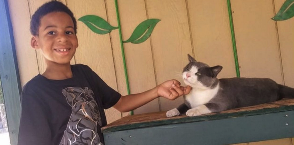 Shon, il piccolo grande supereroe che salva i gatti randagi - News Petme