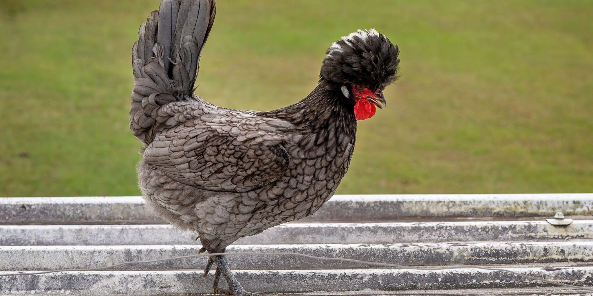 Questa gallina è la più elegante del cortile. Anche con l’elastico ...