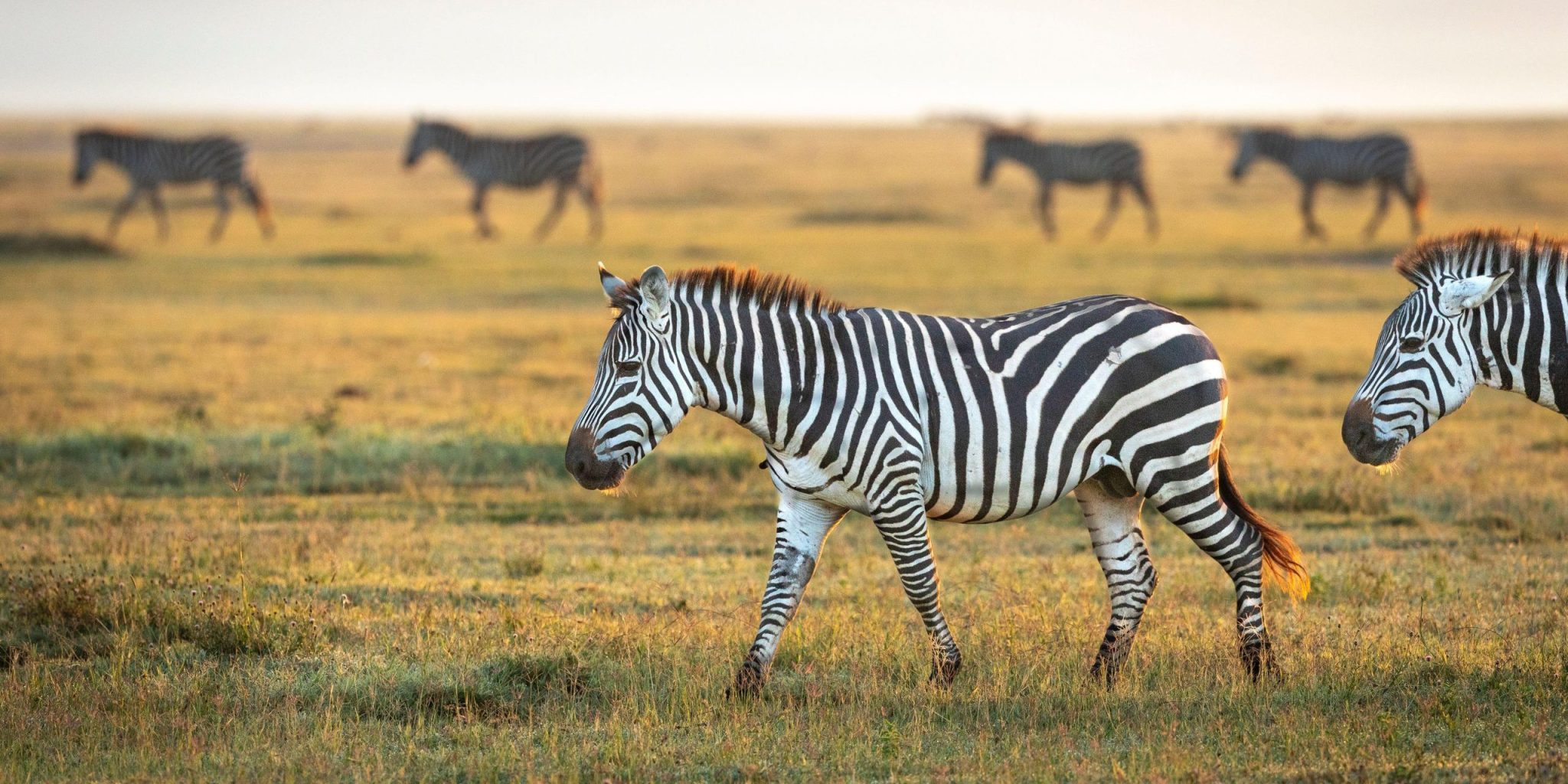 Il Sud Africa vuole portare la carne di zebra e di coccodrillo nelle ...