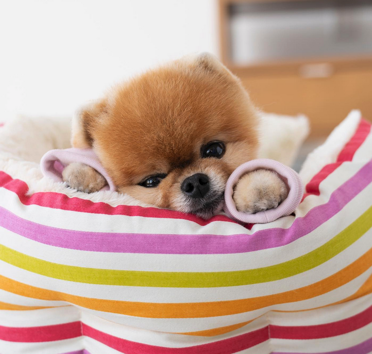 Jiffpom, il volpino di Pomerania re dei social - News Petme