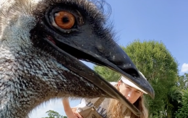 Chi è Emmanuel Todd Lopez? L’emù più virale del mondo! - News Petme