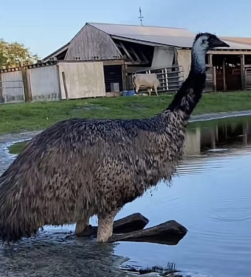 Chi è Emmanuel Todd Lopez? L’emù più virale del mondo! - News Petme