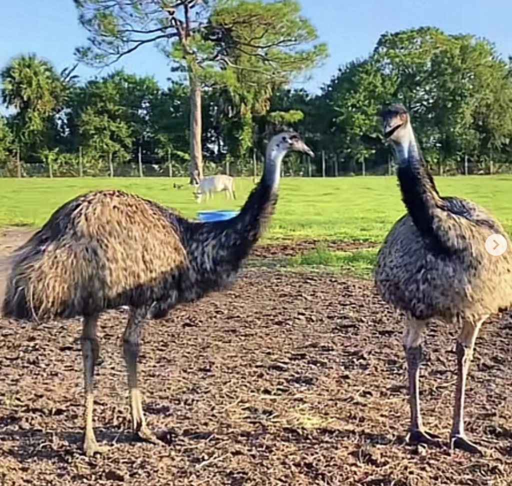 Chi è Emmanuel Todd Lopez? L’emù più virale del mondo! - News Petme