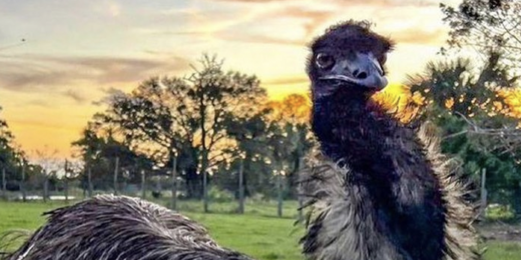 Chi è Emmanuel Todd Lopez? L’emù più virale del mondo! - News Petme