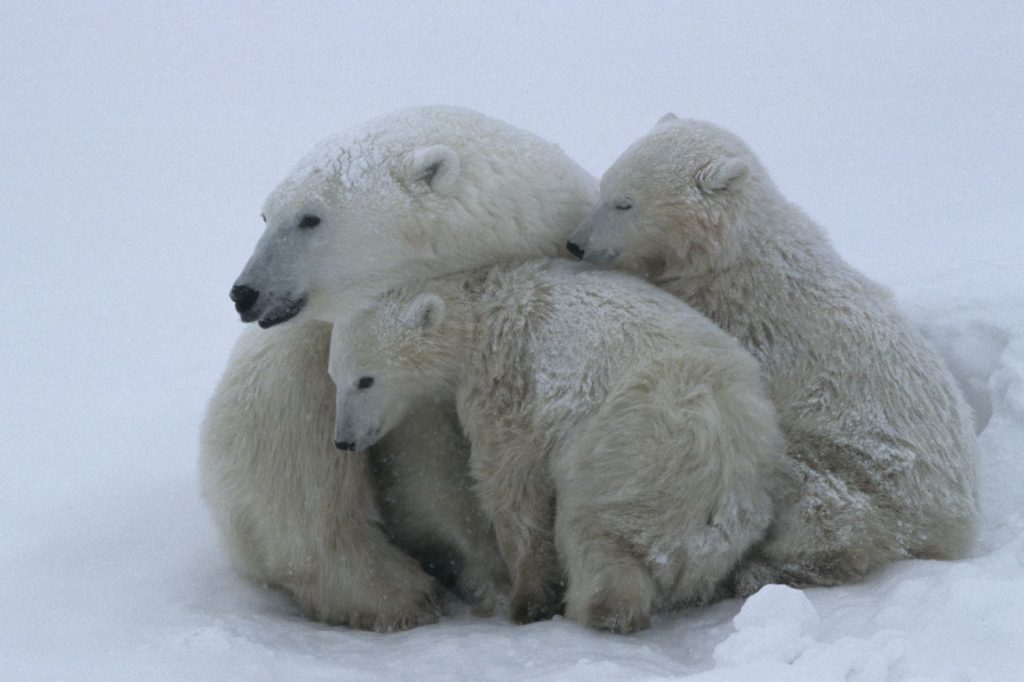 Nuove tecnologie per la salvaguardia dell'orso polare - News Petme Nuove tecnologie per la salvaguardia dell'orso polare - News Petme