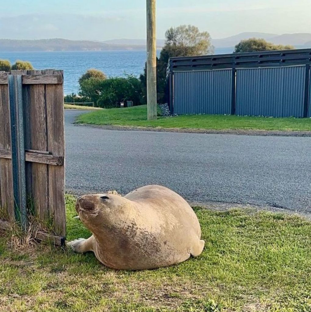 Neil, l’elefante marino della Tasmania che vuole vivere in città - News ...