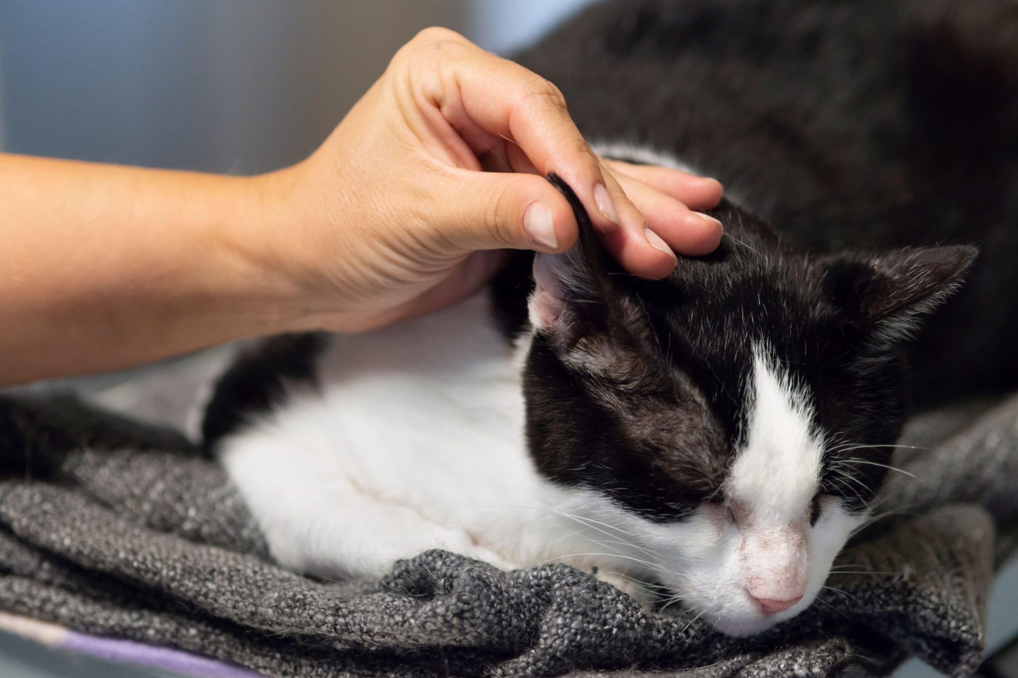 Le orecchie del mio gatto sono calde, mi devo preoccupare? - News Petme