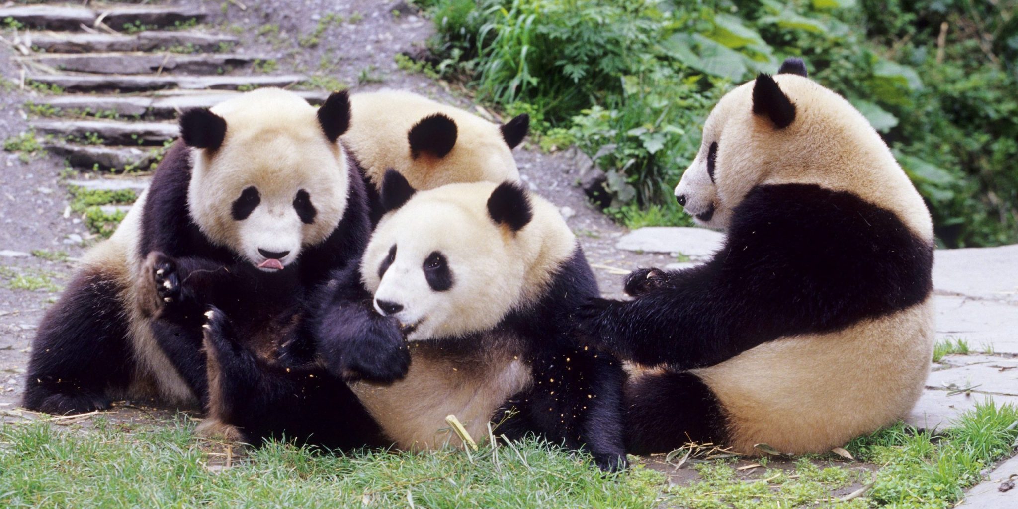 I panda hanno un “Facebook” tutto loro: comunicano attraverso gli ...
