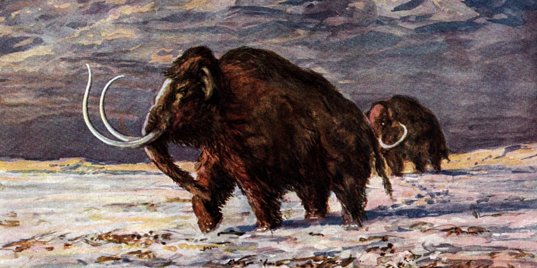 C’è un nuovo piano per riportare in vita i mammut - News Petme