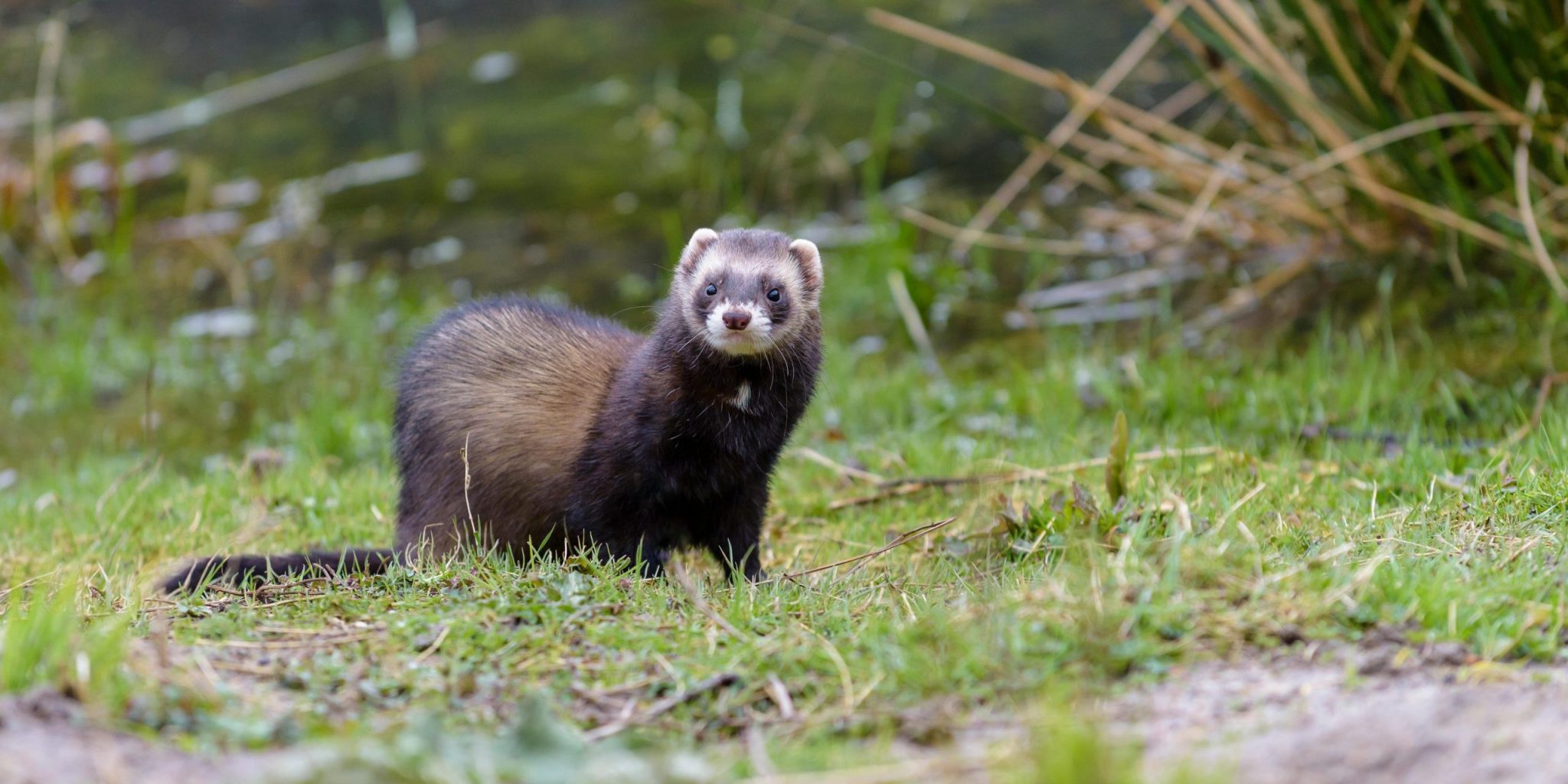 Svizzera, è la puzzola l’animale dell’anno 2024 - News Petme