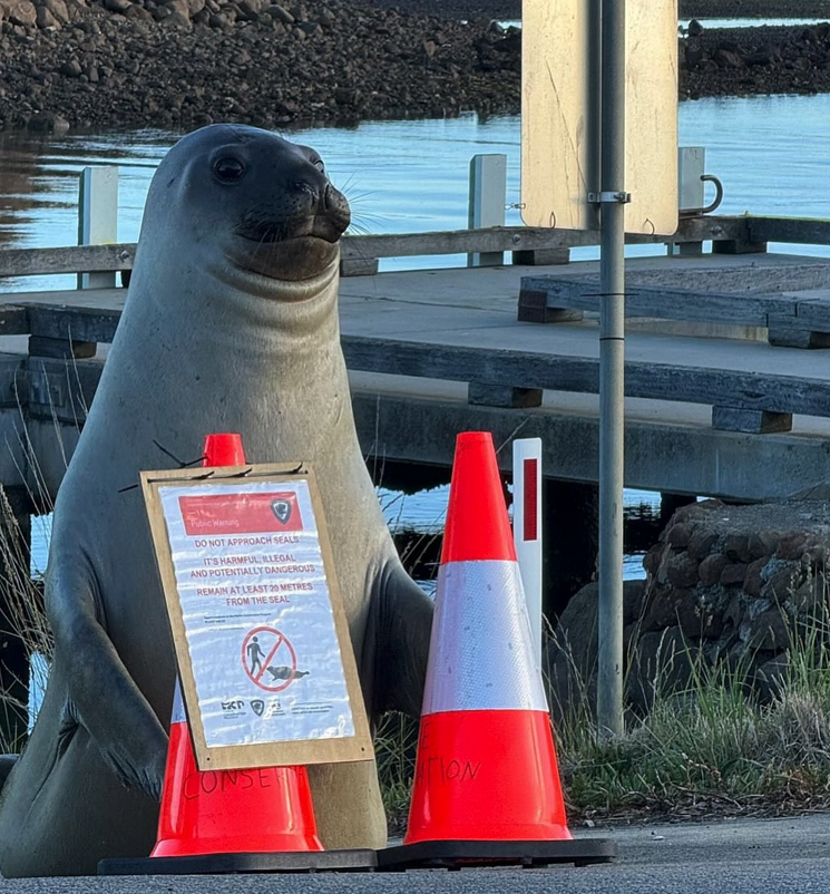 Neil, l’elefante marino della Tasmania che vuole vivere in città - News ...