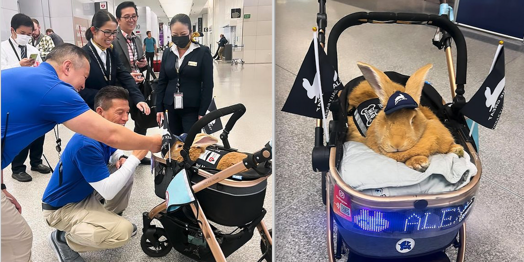 Alex the Great, il coniglio “terapeutico" che spopola sul web - News Petme