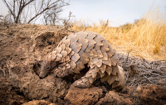 Il Pangolino, l’unico mammifero con le squame a rischio estinzione ...