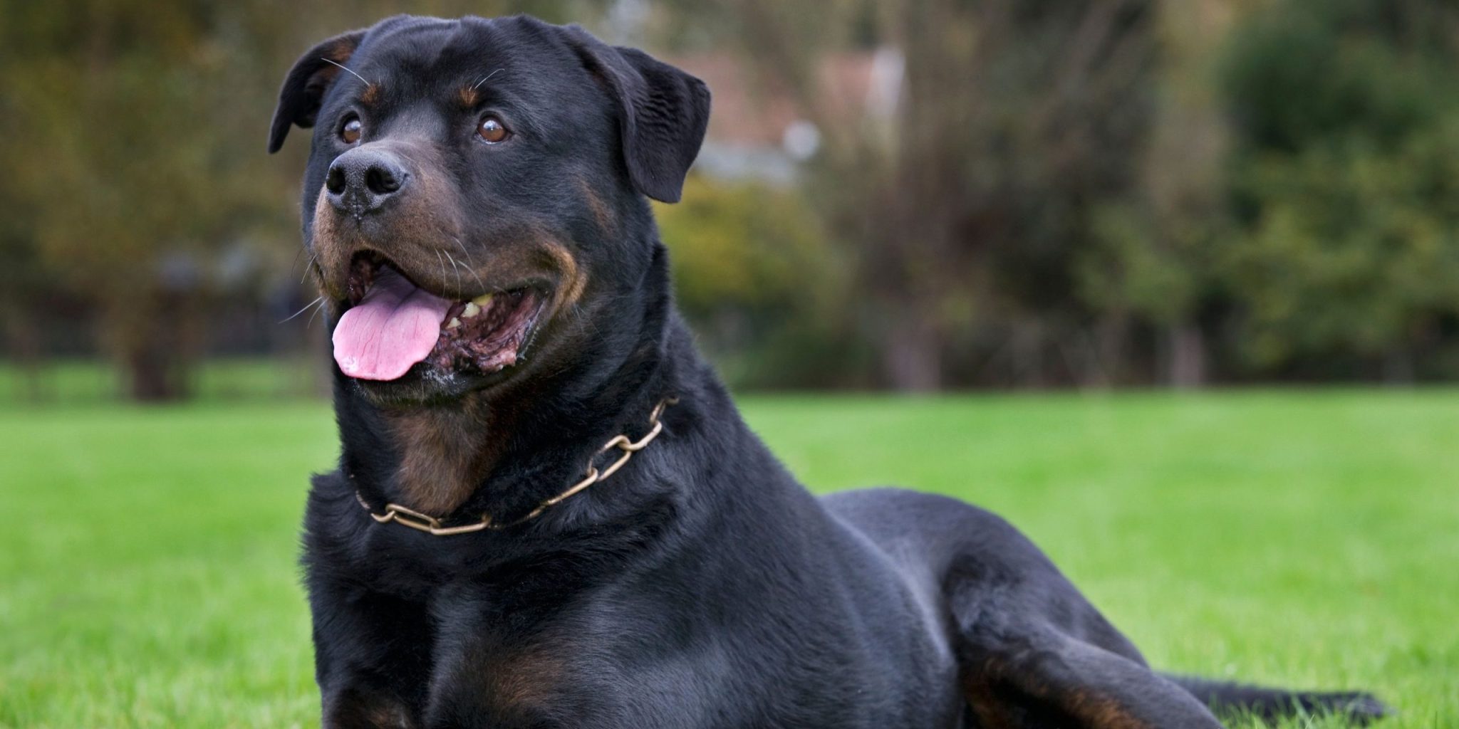 L’aggressione mortale dei rottweiler: ma sono sempre cani così ...