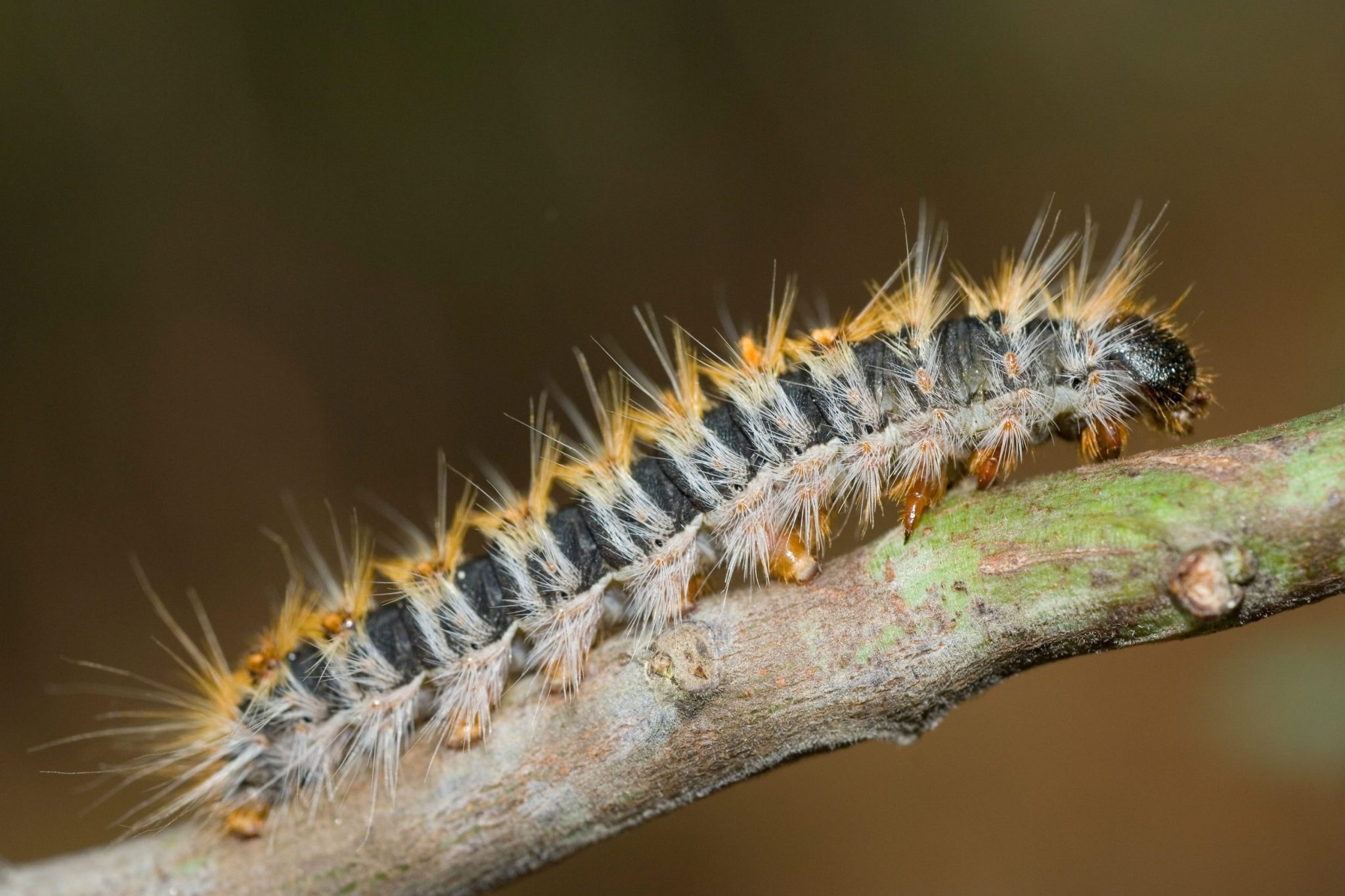 Perché la processionaria è un pericolo per il cane - News Petme