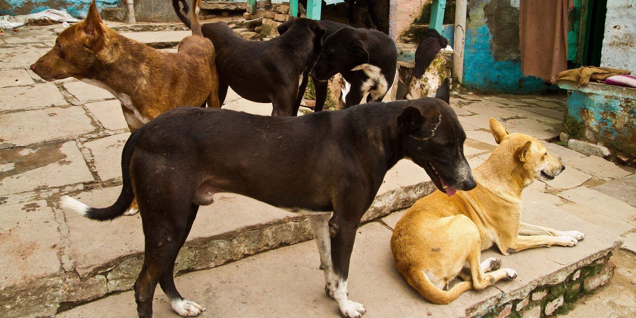 Una nuova app scopre se il cane ha la rabbia - News Petme