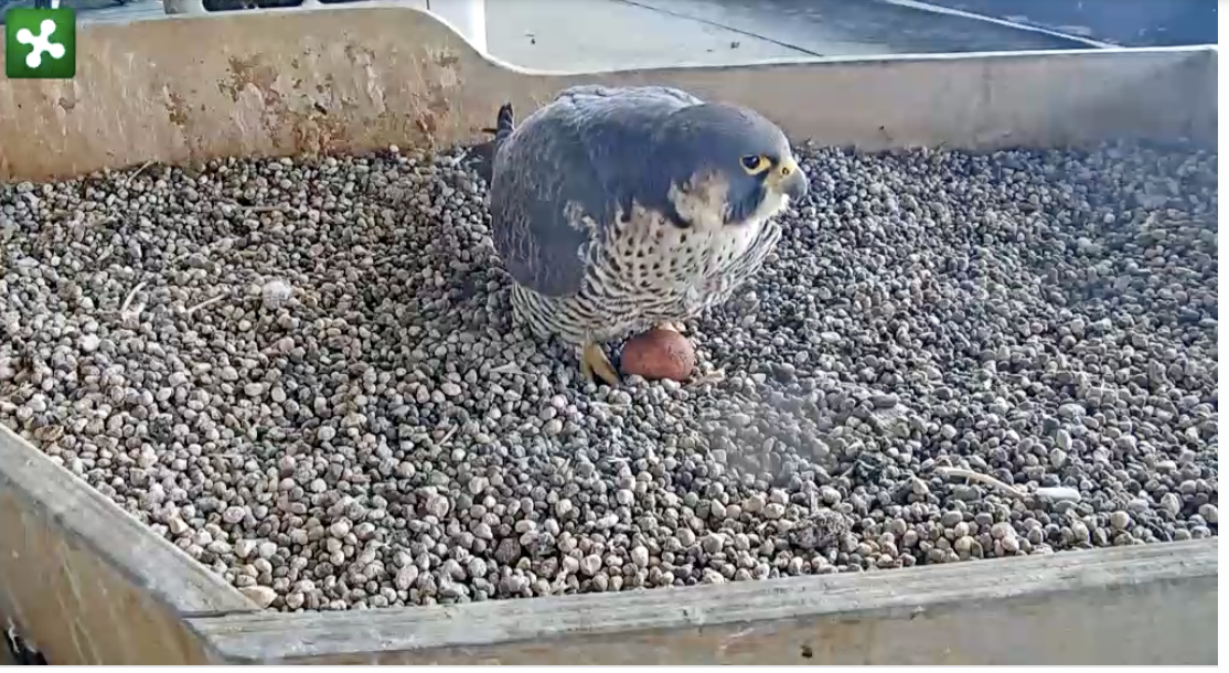 E' arrivato il primo uovo di Giò e Giulia, i falchi pellegrini di ...