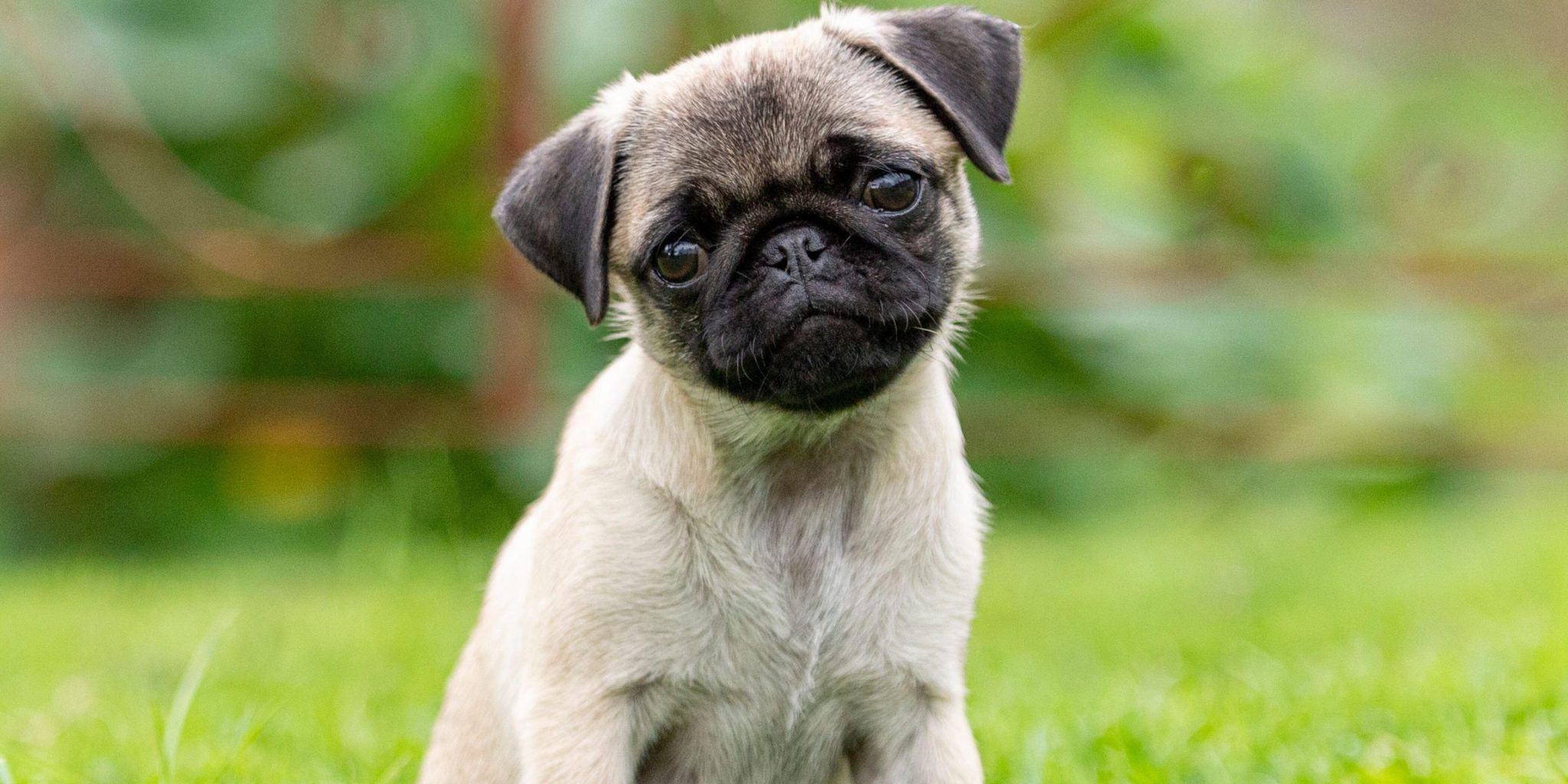 Vi piacciono i cani con il muso schiacciato? Conosciamoli meglio - News ...