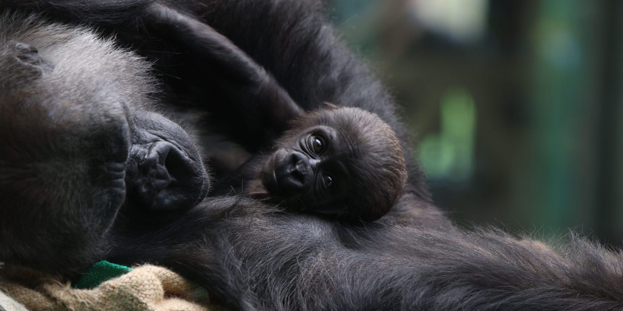 Il baby gorilla ha due mesi ma ancora non si sa se è maschio o femmina ...