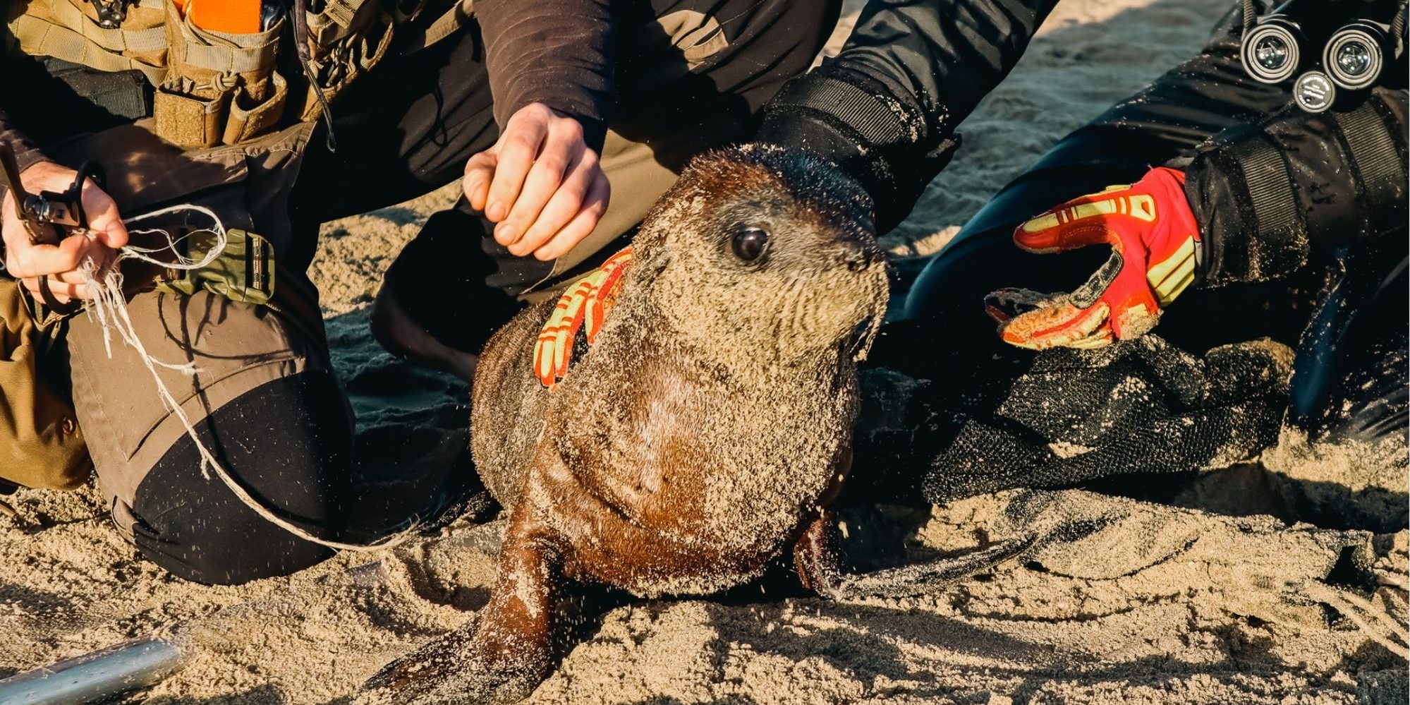 Salvano un'otaria dalla plastica: e i cuccioli cercano di proteggere l ...