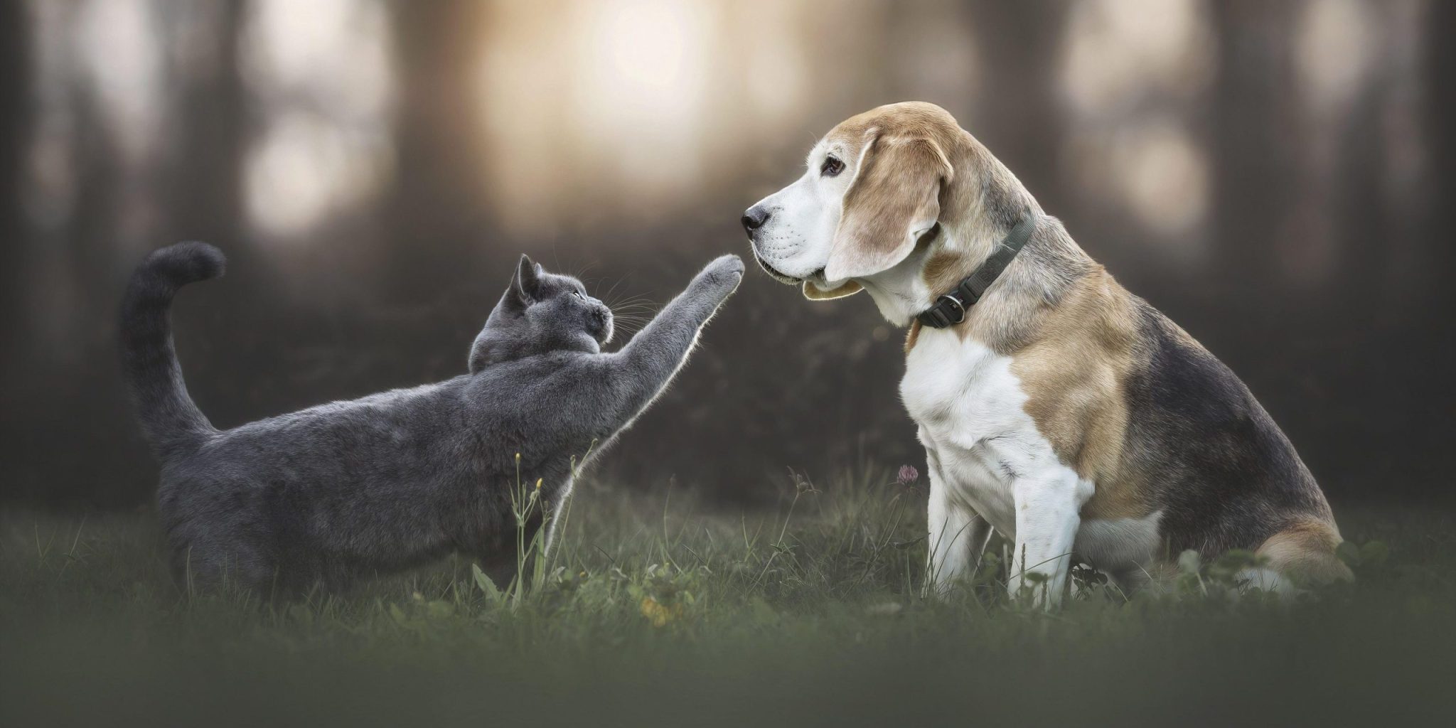 Cane e gatto: un amore "litigarello". I consigli per una convivenza ...