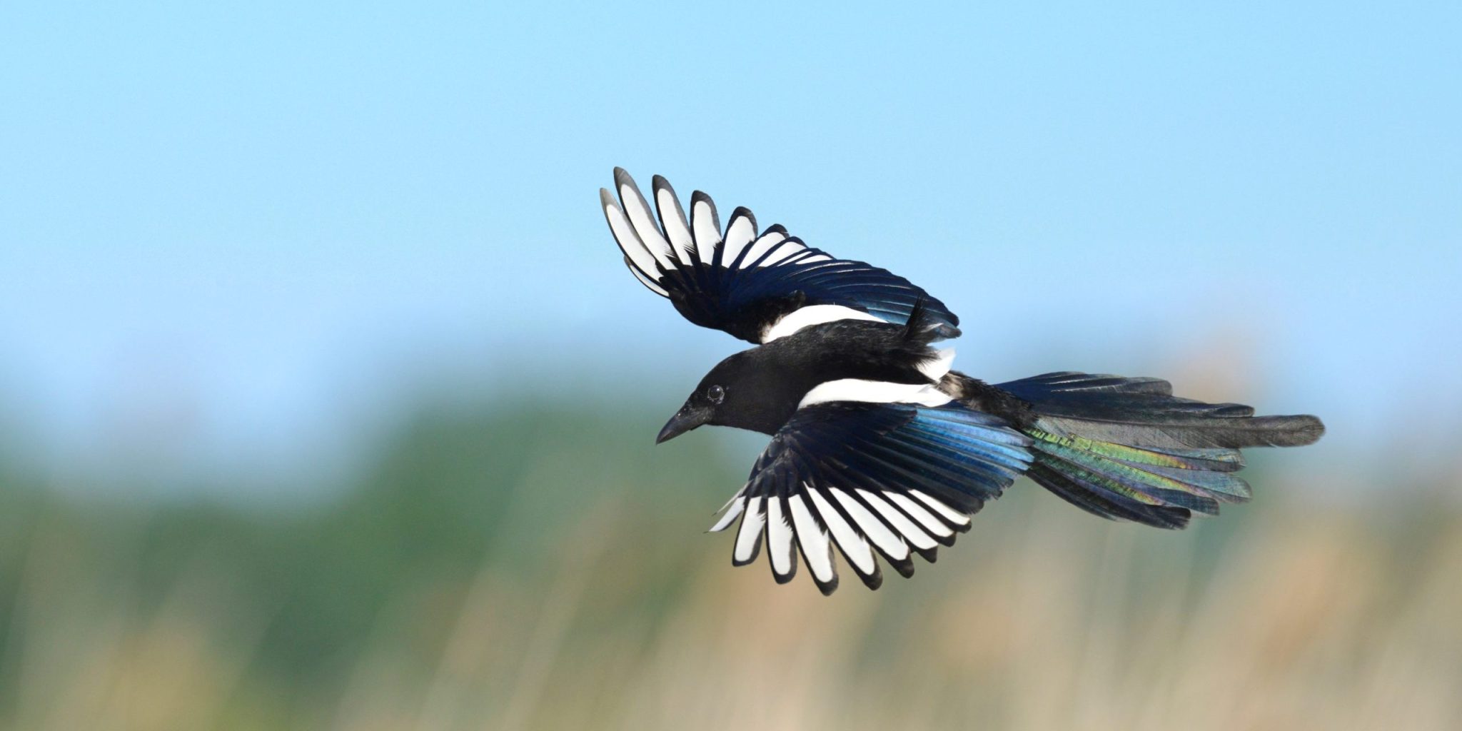Alla scoperta della gazza ladra: ecco perché "ruba" e fa le uova ...