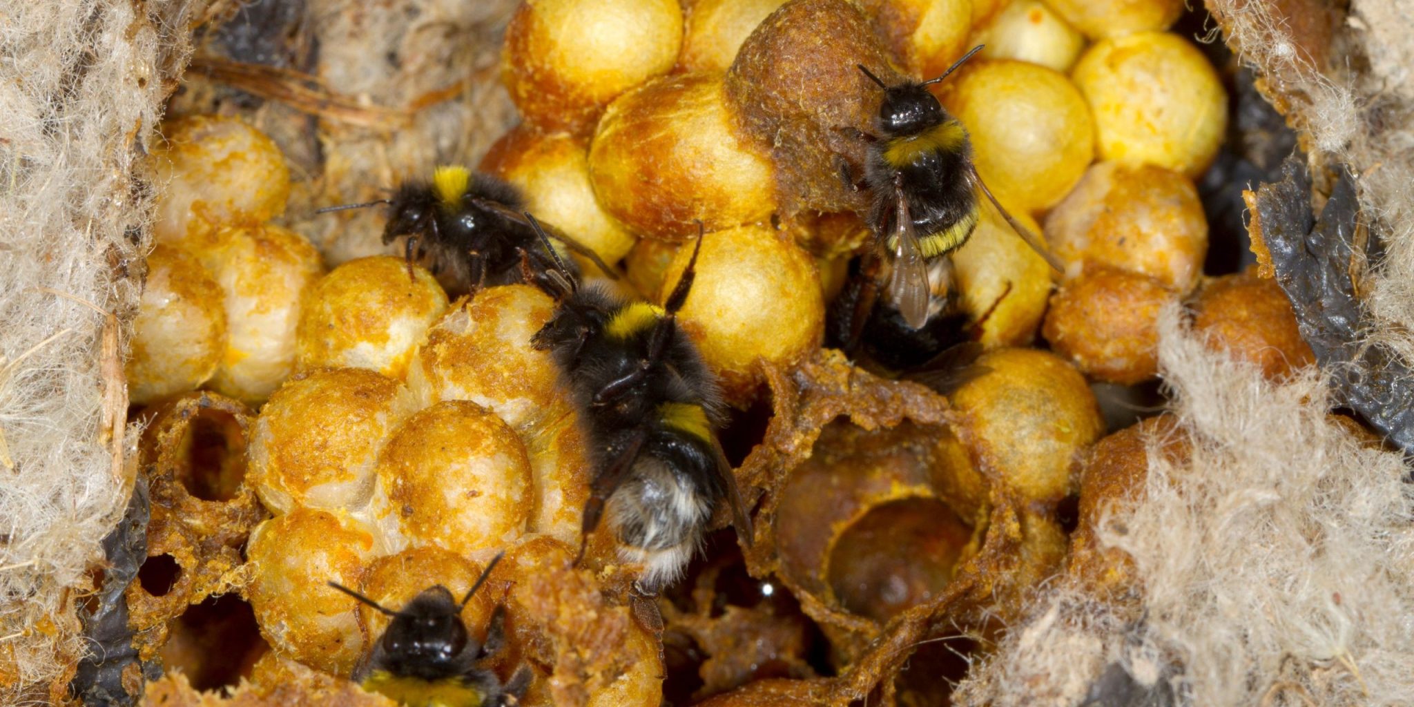 Un nido di bombi in giardino? Come riconoscerlo e cosa fare (in caso di ...