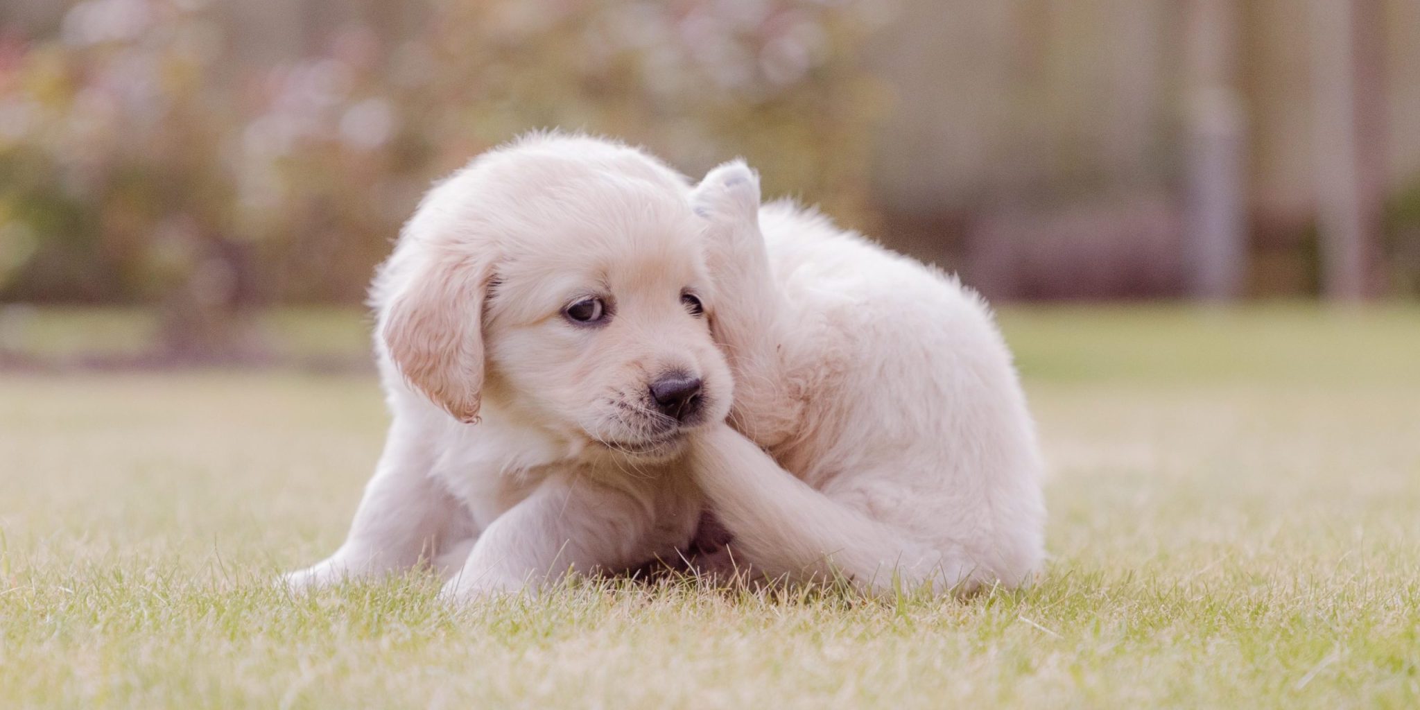 Il mio cane si morde la coda, cosa significa? - News Petme