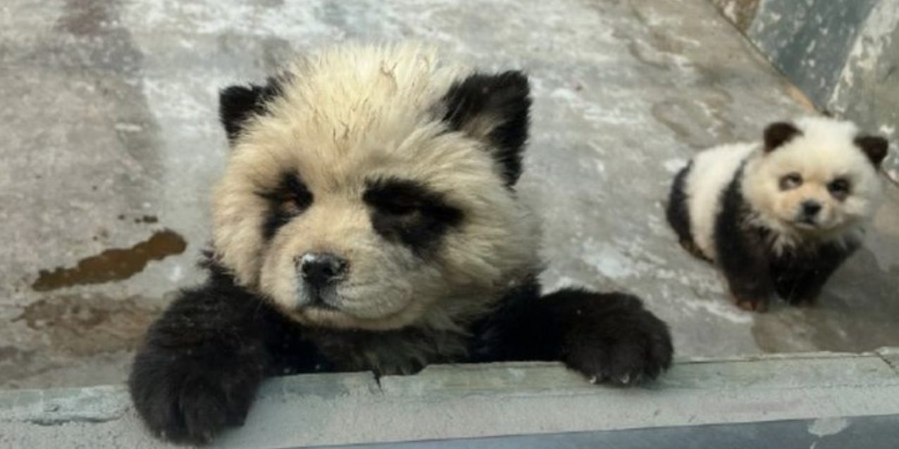 La polemica dei cani-panda. Sotto accusa un altro zoo cinese - News Petme