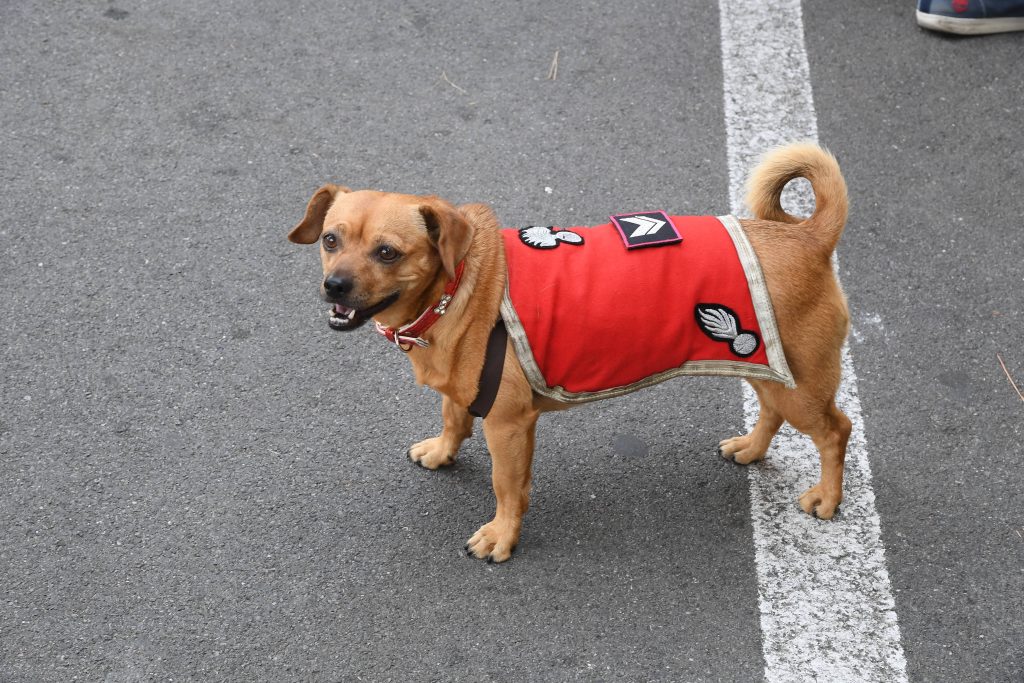 Il 2 giugno è ancora Briciola, la mascotte dei Carabinieri a cavallo, a ...