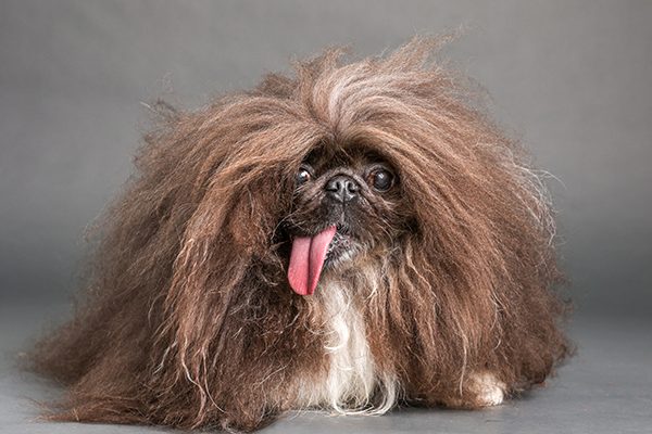 Questo pechinese è "il cane più brutto al mondo": ha vinto dopo 5 ...