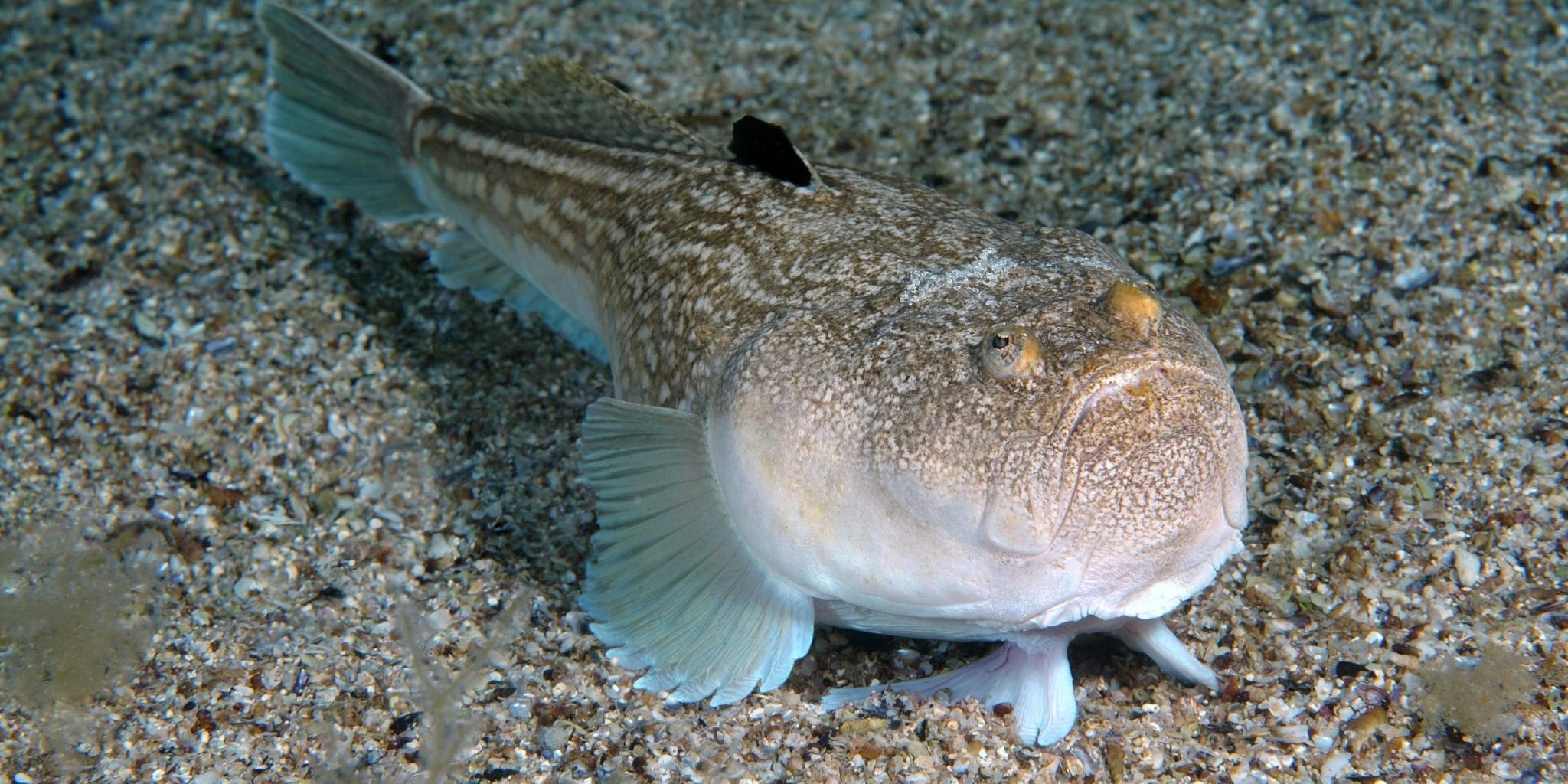 Conoscete il pesce prete? Ha denti aguzzi, spine velenose e dà la ...