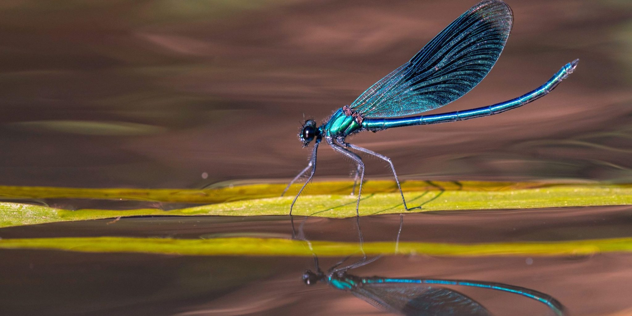 Incontri estivi: conosciamo la libellula, la cavalletta, la cicala e l'insetto stecco - News Petme