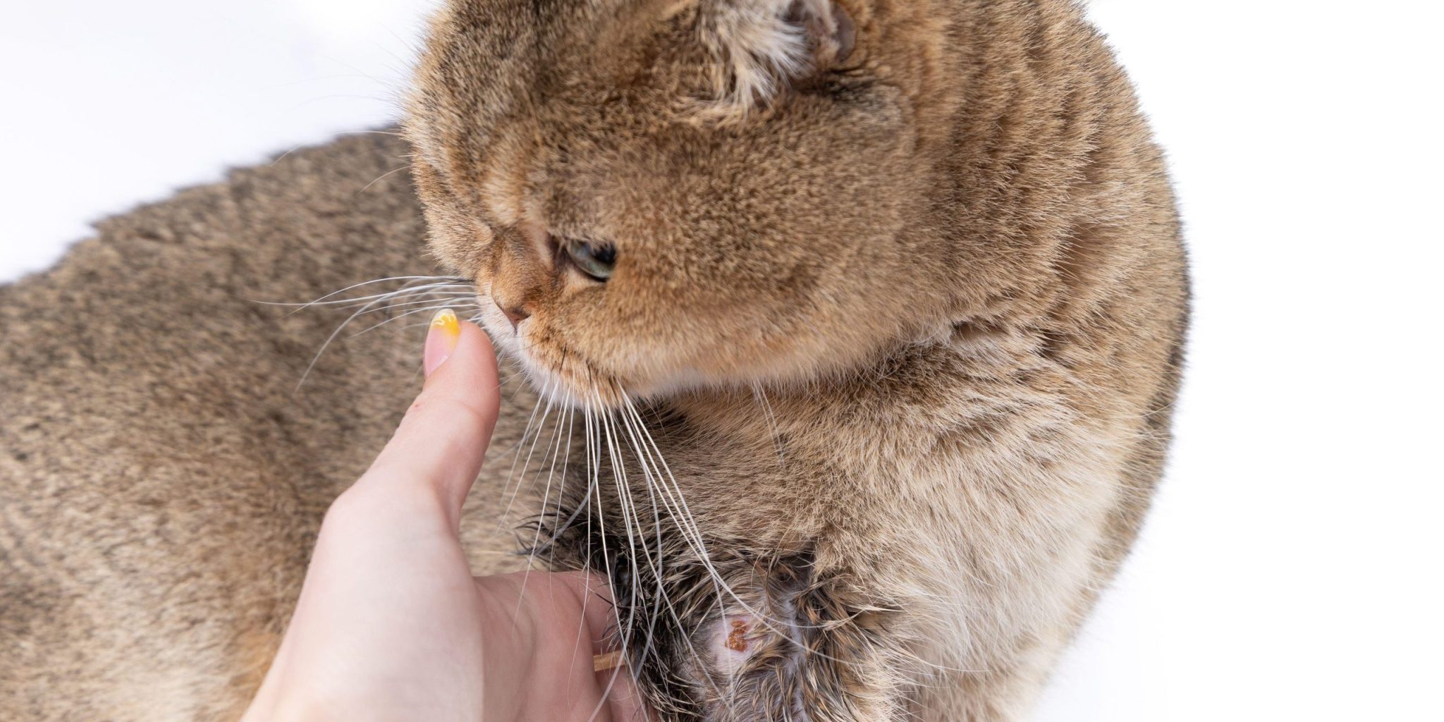 La tigna nel gatto: cause, sintomi e rimedi - News Petme