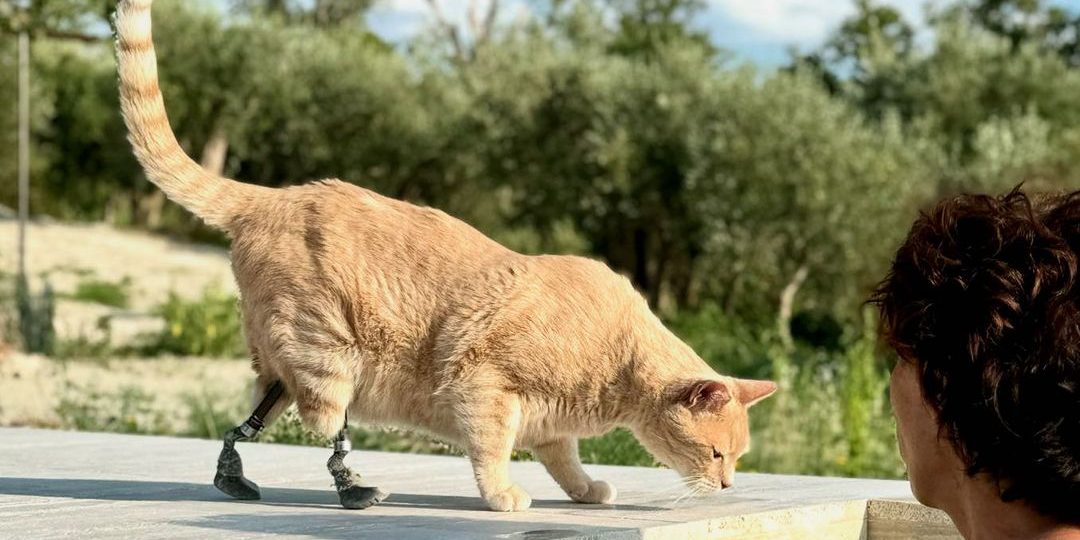 Vituzzo, il gatto “bionico” (e italiano) con le protesi, beniamino del ...