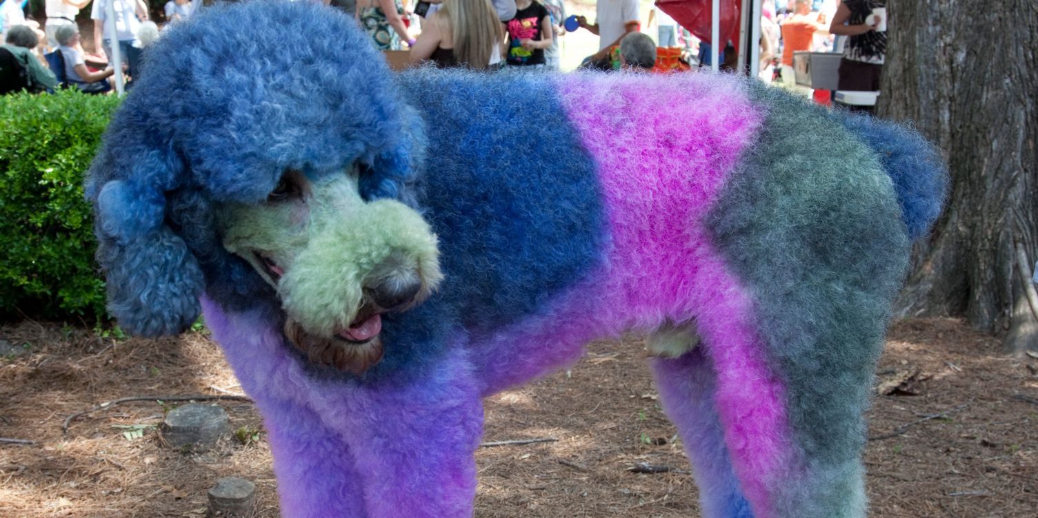 Il "canepardo" e la pericolosa pratica del grooming creativo - News Petme